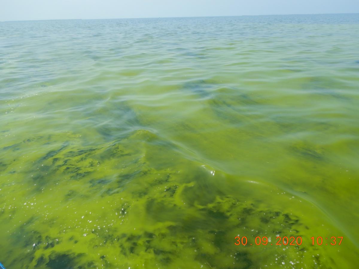 CORAL REEF HEALTH MONITORING | NCCR